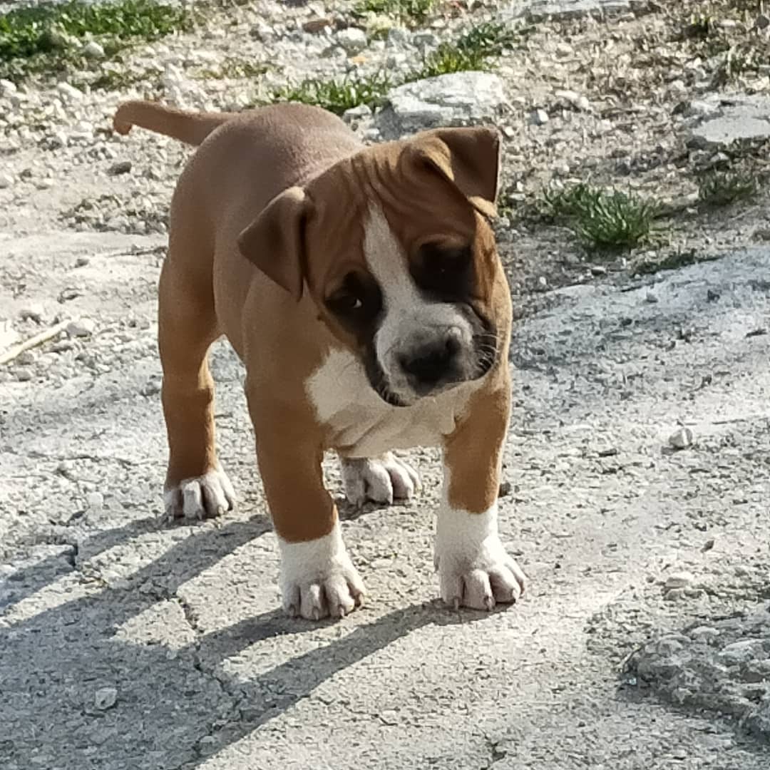 Genetica del colore negli Amstaff Parte 1 - Allevamento Amstaff ...