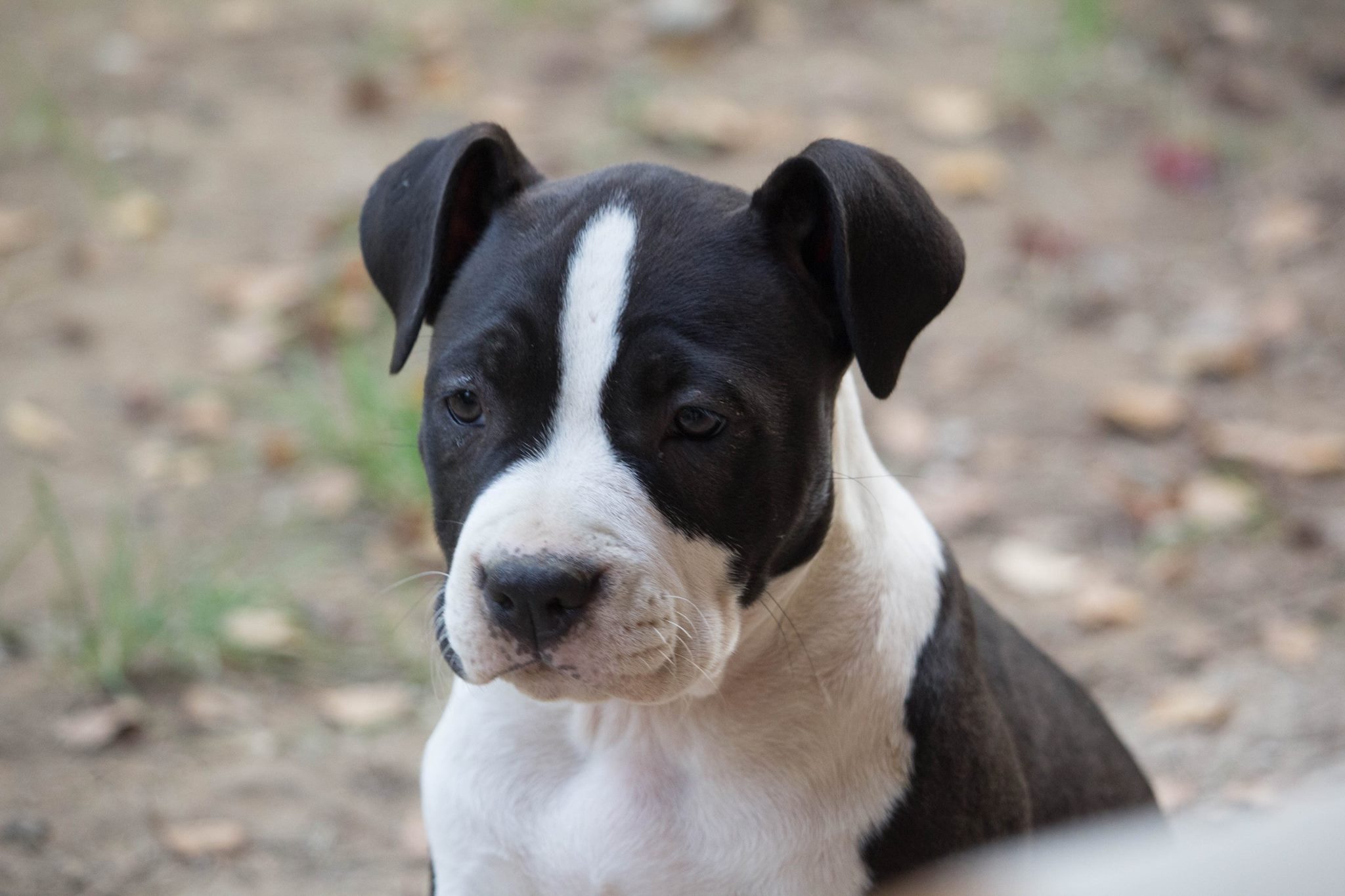 Genetica del colore negli Amstaff Parte 1 - Allevamento Amstaff ...