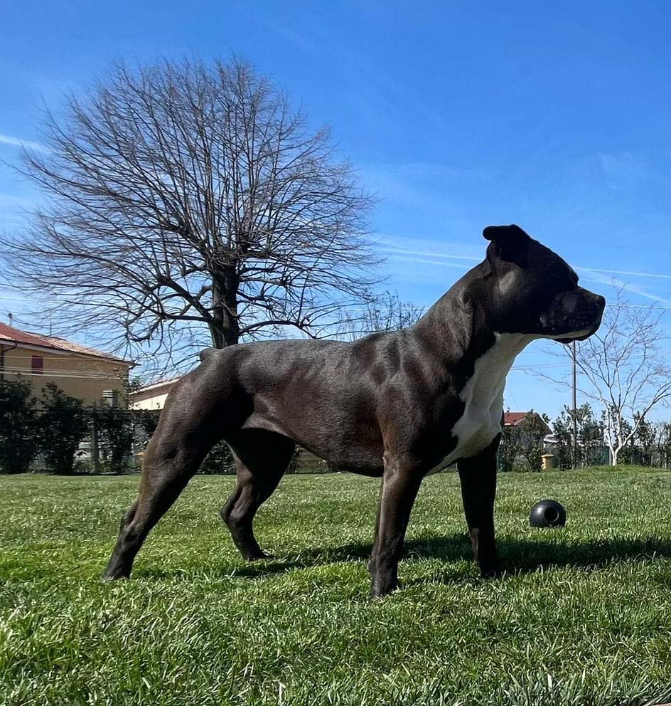 Genetica del colore negli Amstaff Parte 1 - Allevamento Amstaff ...