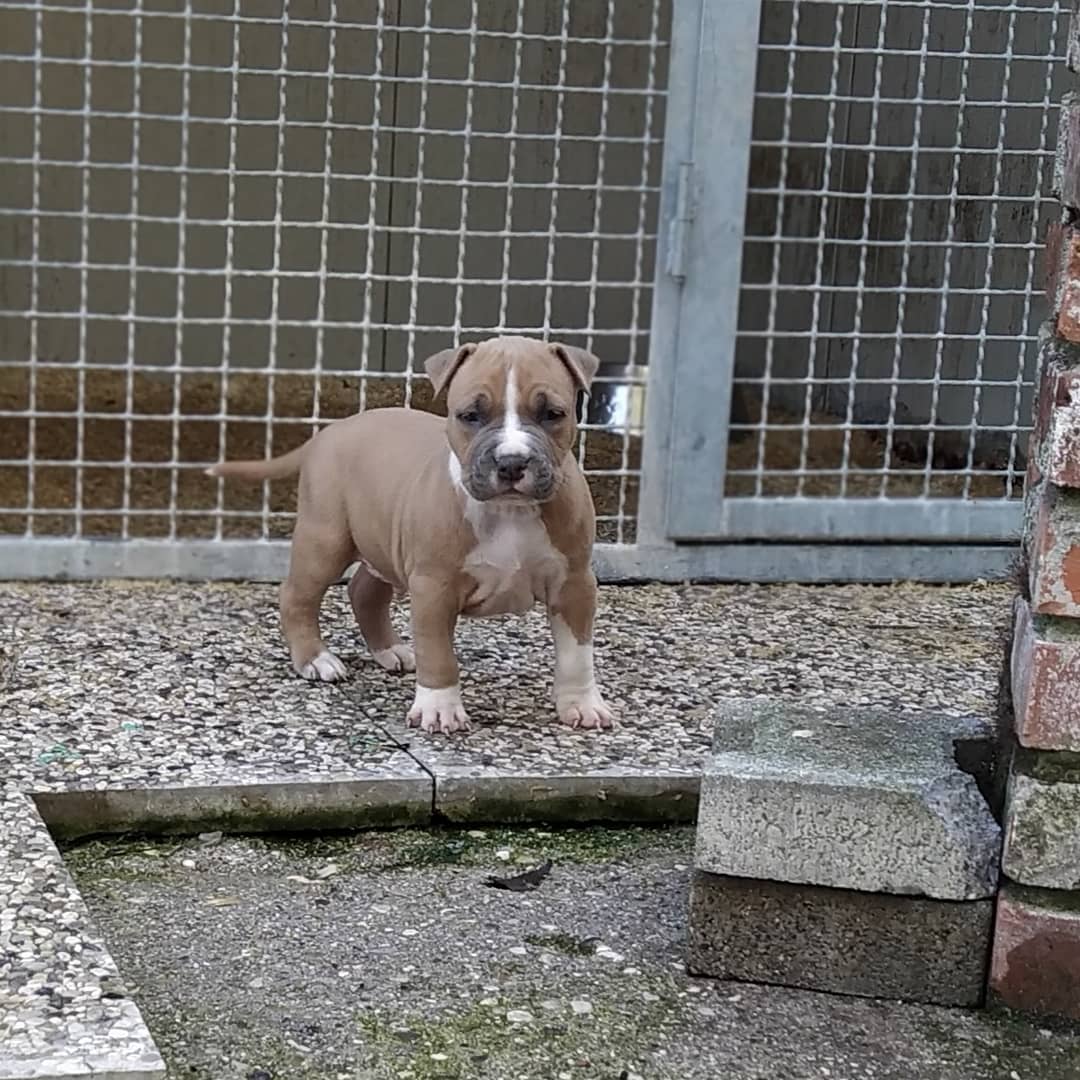 Genetica del colore negli Amstaff Parte 1 - Allevamento Amstaff ...