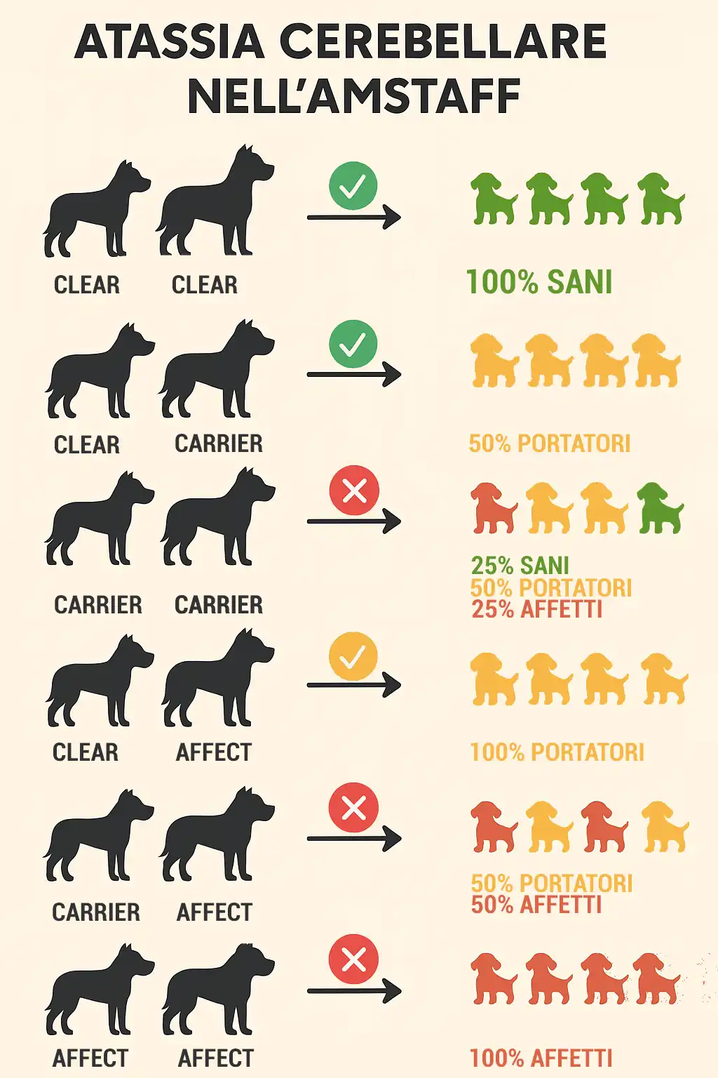 Atassia Cerebellare nell’Amstaff: Guida Completa su Sintomi, Test