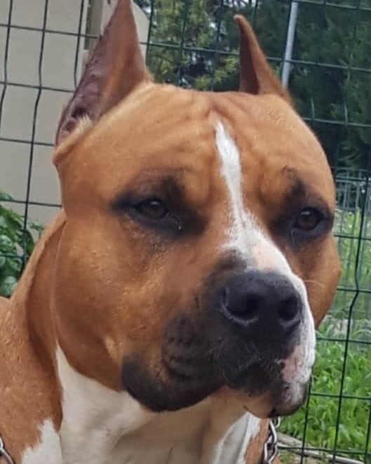 La testa dell'Amstaff - il cranio, la faccia e il muso - Allevamento ...