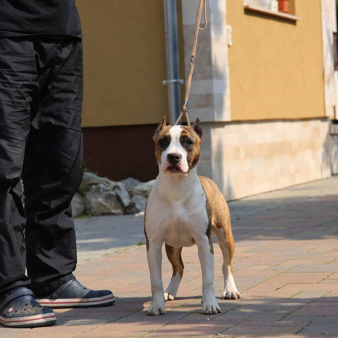 Gli Occhi dell'Amstaff - Colorazione forma e posizione Allevamento ...