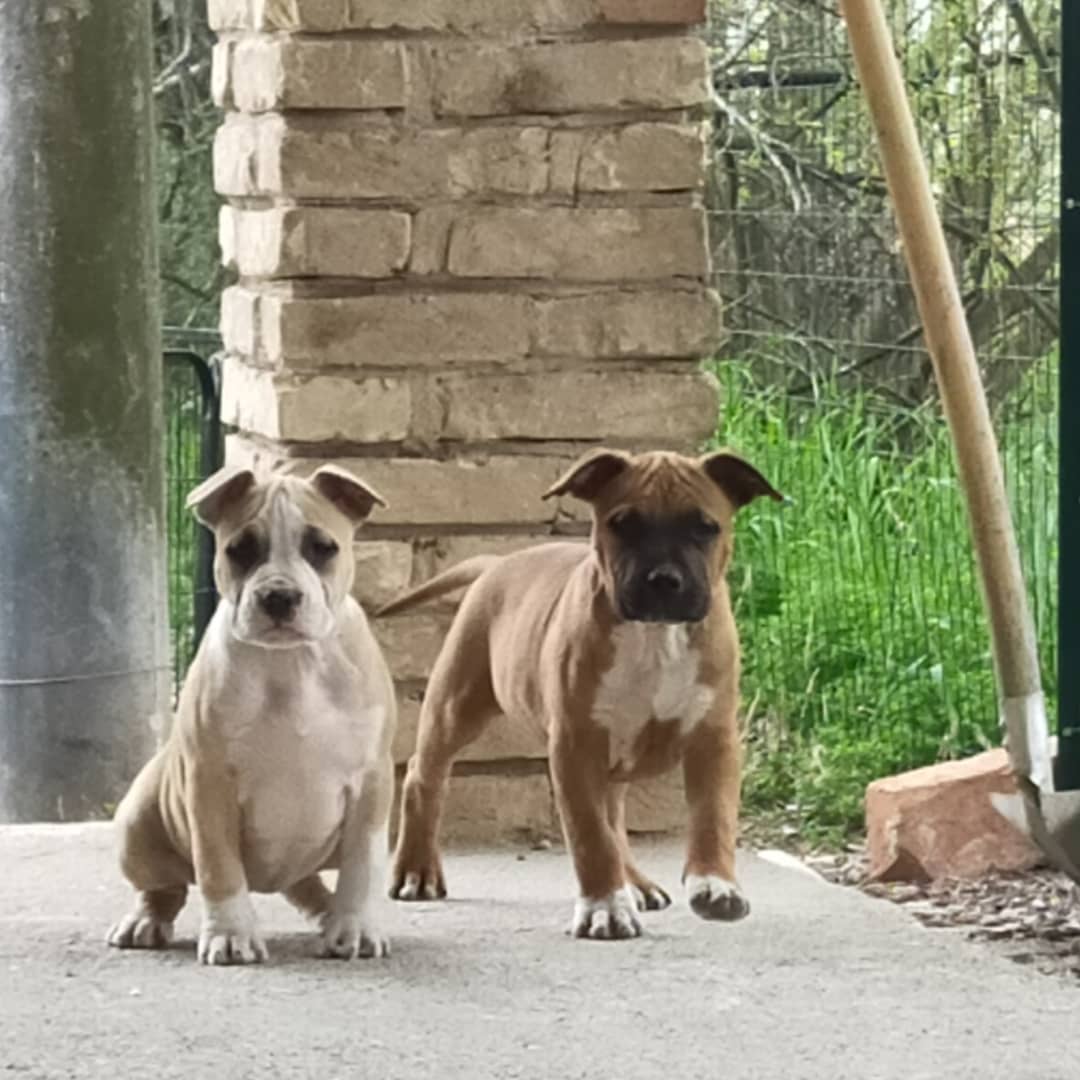 Genetica del colore negli Amstaff Parte 4 - Allevamento Amstaff ...