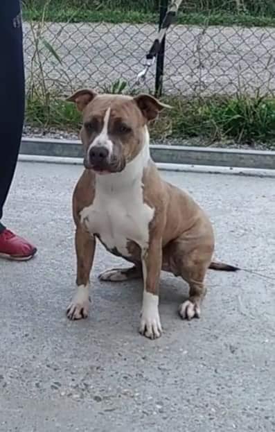 Genetica del colore negli Amstaff Parte 3 - Allevamento Amstaff ...