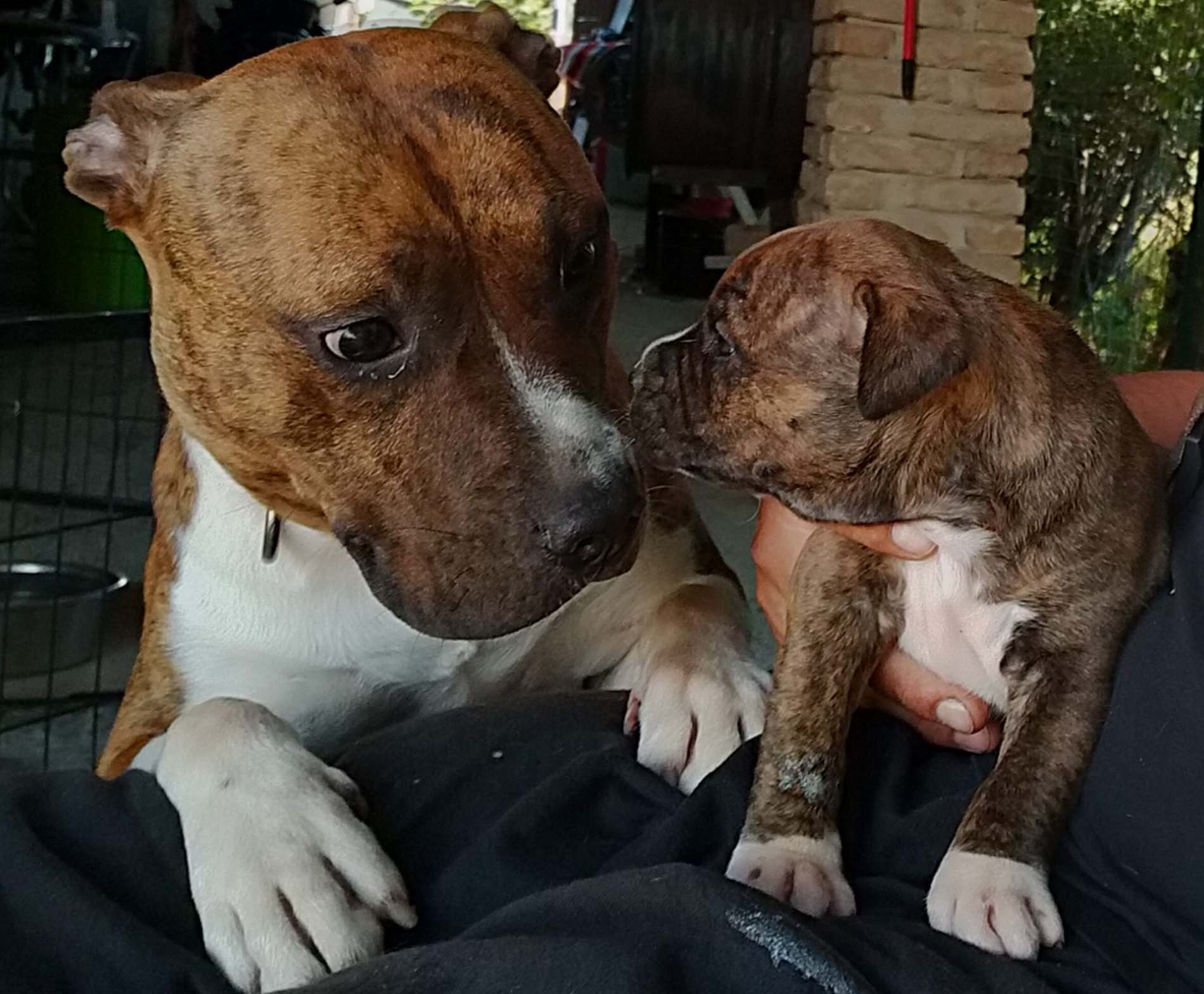 Etologia e cuccioli di Amstaff imprinting e crescita - Allevamento ...