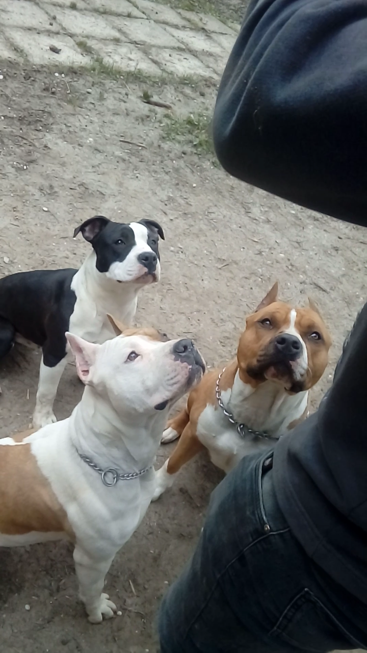 L'apprendimento: Metodi di addestramento per il tuo Amstaff ...