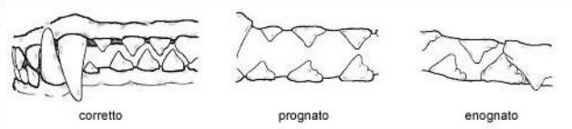 La dentatura nell'Amstaff - Commento allo Standard Allevamento Amstaff ...