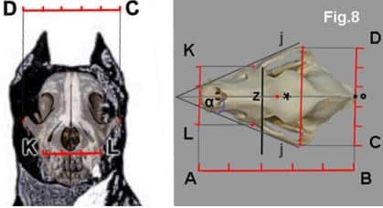 Il muso dell'Amstaff - Labbra, Massetteri e proporzioni Allevamento ...